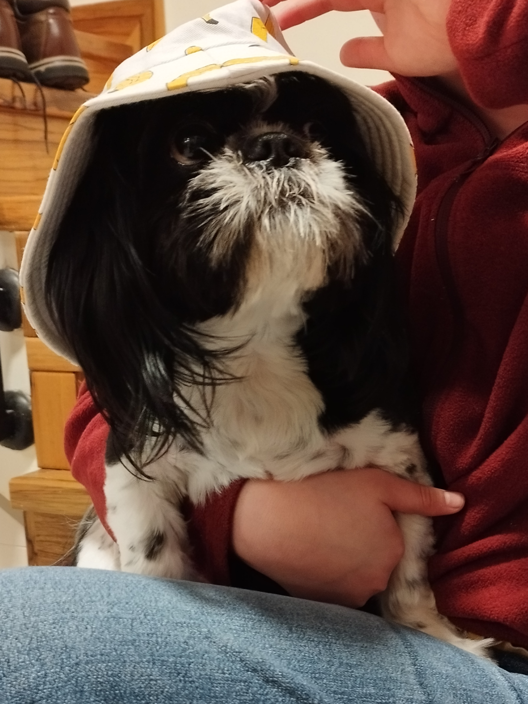 my goofball getting ready for her walk | Scrolller