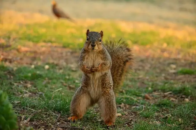 Squirrelzilla?? | Scrolller