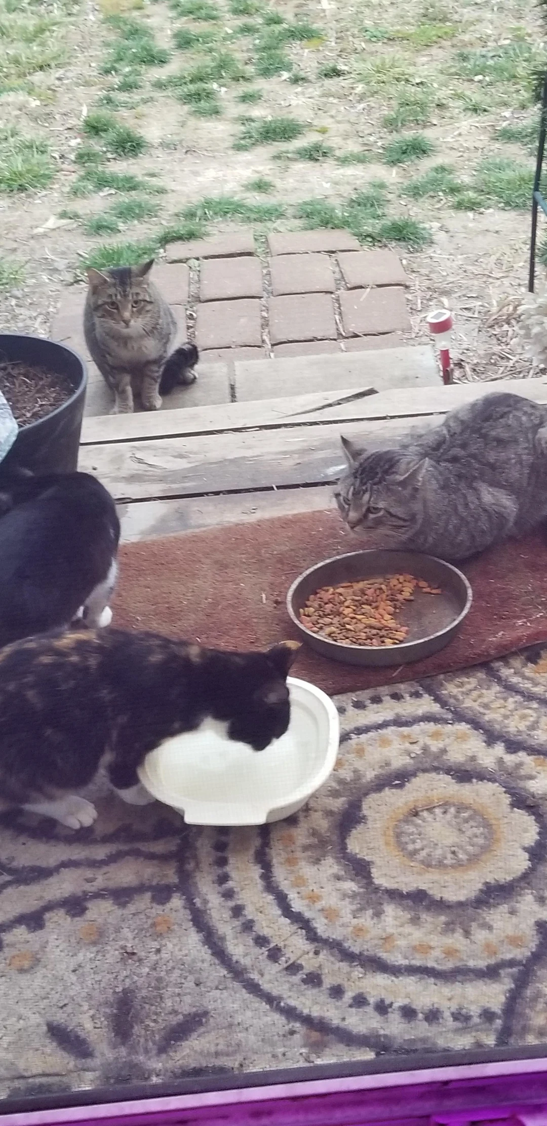 Double exposure porch cattrap! | Scrolller