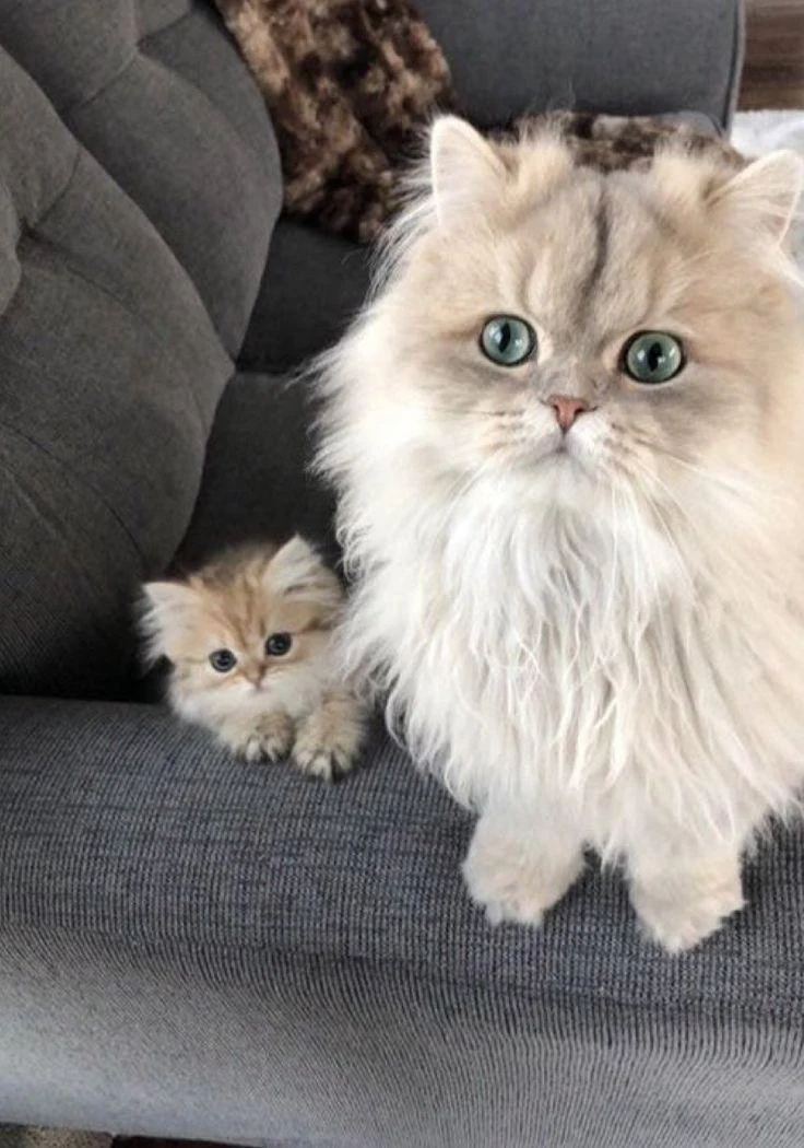 Mother And Daughter Scrolller