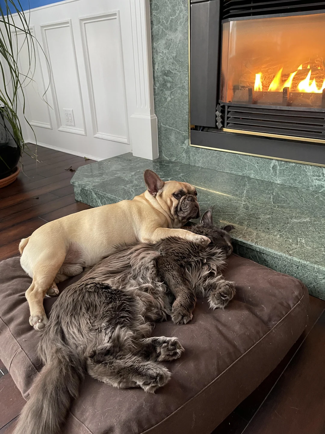 (OC) Chilling with his bestie | Scrolller