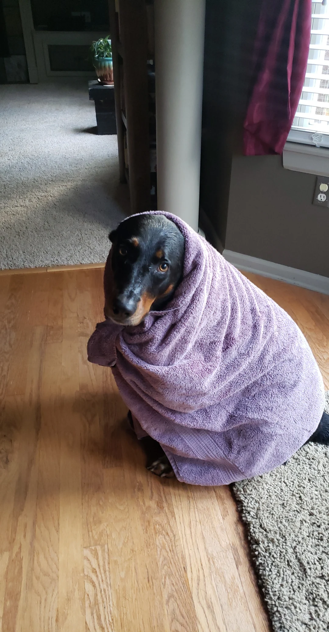 He just had to jump in every puddle! 🤣 | Scrolller