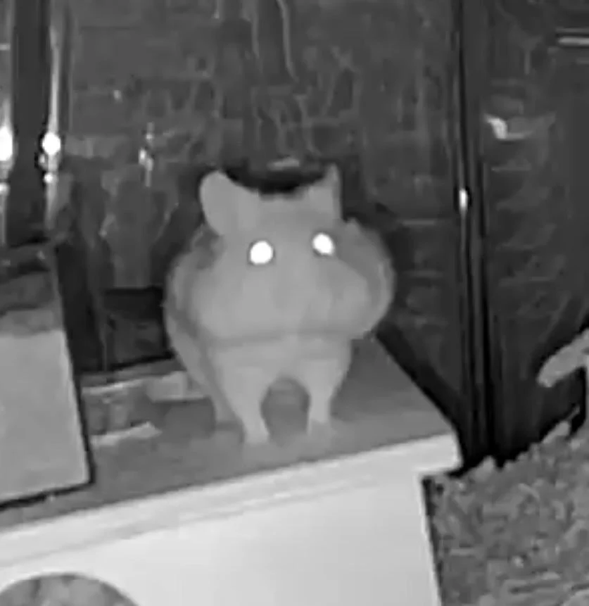 Off to beddy bye | Scrolller