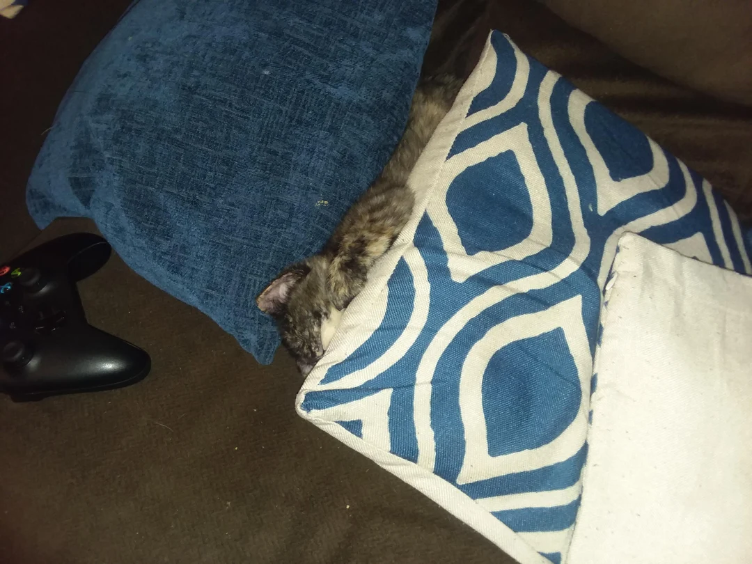 The perfect spot for a nap | Scrolller