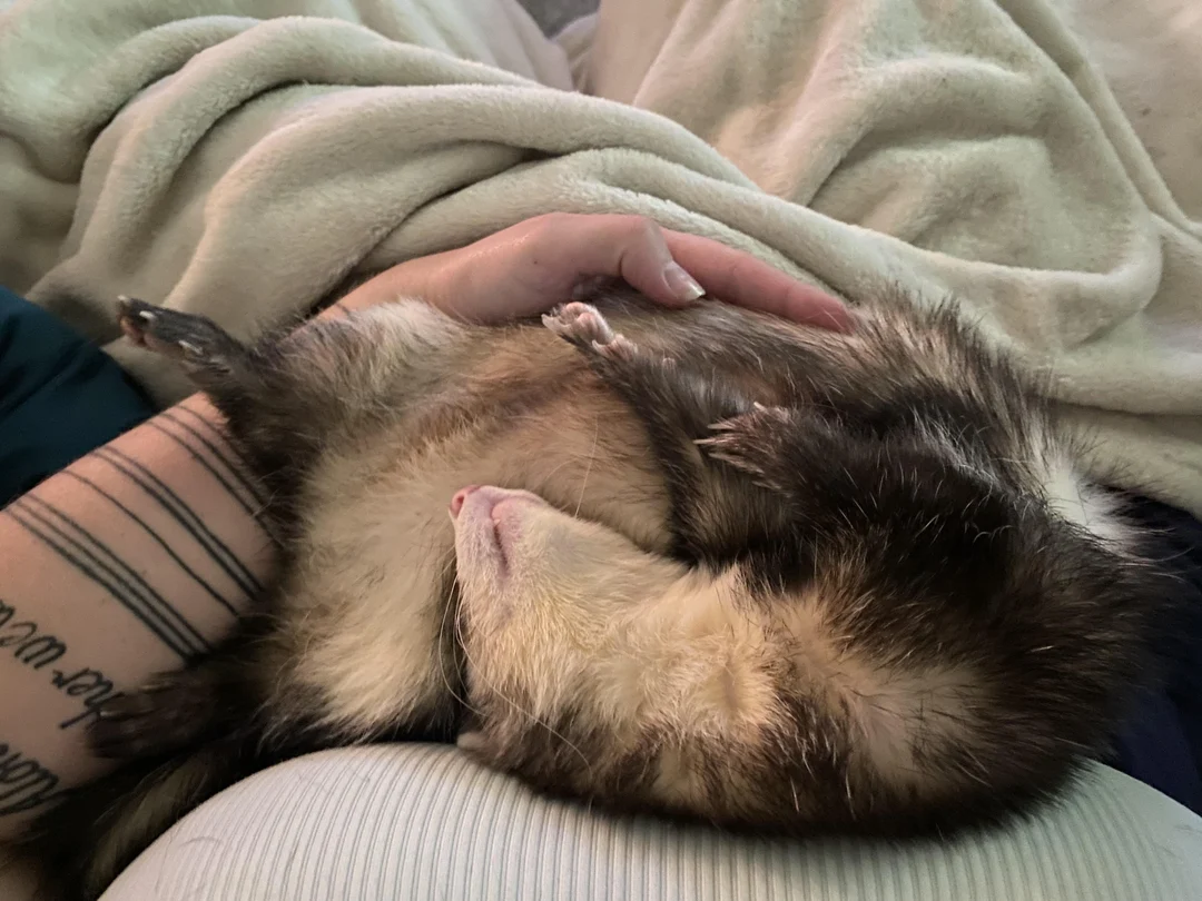 Abe is a professional napper 🥰🥹 | Scrolller