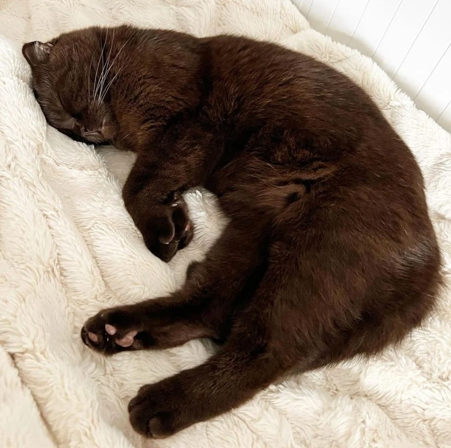 Belle is taking a nap (OC) | Scrolller