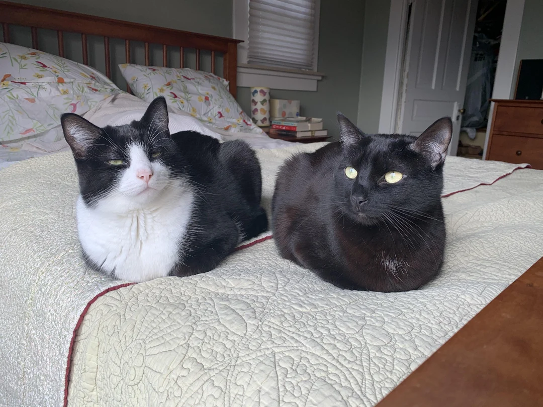 Brotherly loaves (Apollo and Angus) | Scrolller