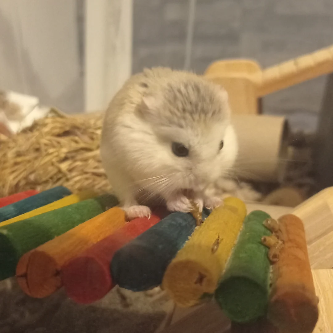 Goodnight sweet friend ️ | Scrolller