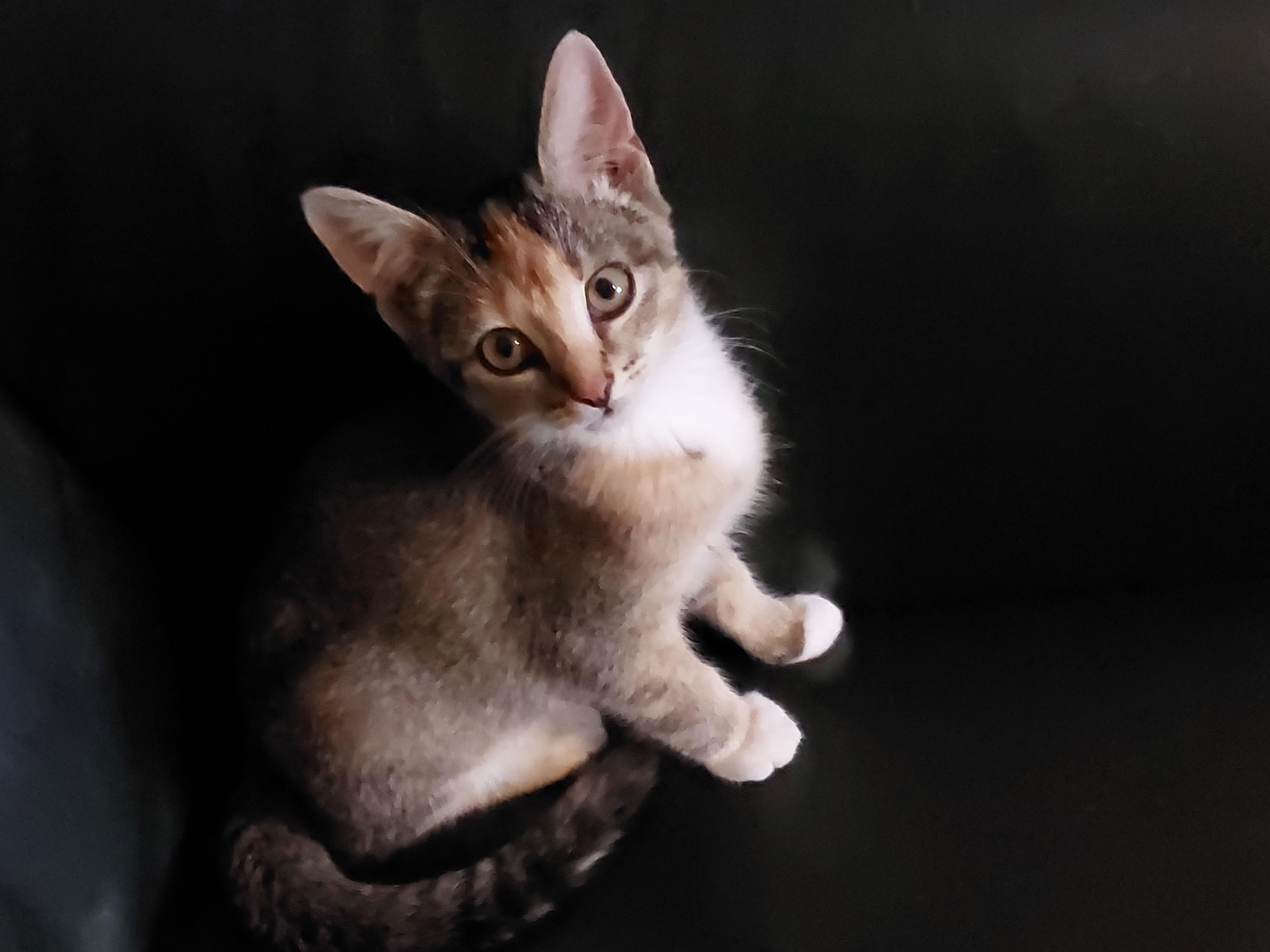 Ziggy Stardust ️ | Scrolller