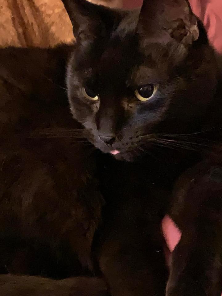 Discover more like Blep: Oreo Cat Blep and Related Content | Scrolller