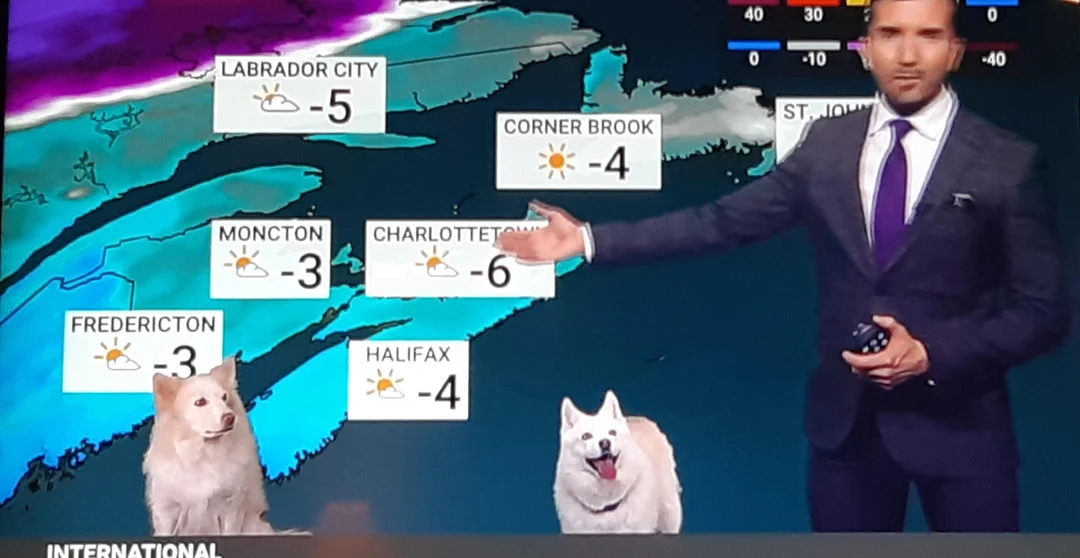 More weather dogs, please! | Scrolller