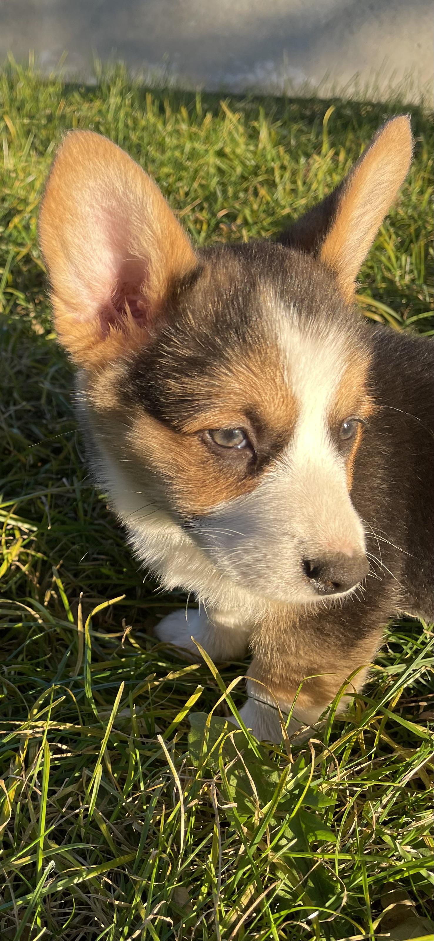 Discover more like Corgi: Soka and Related Content | Scrolller