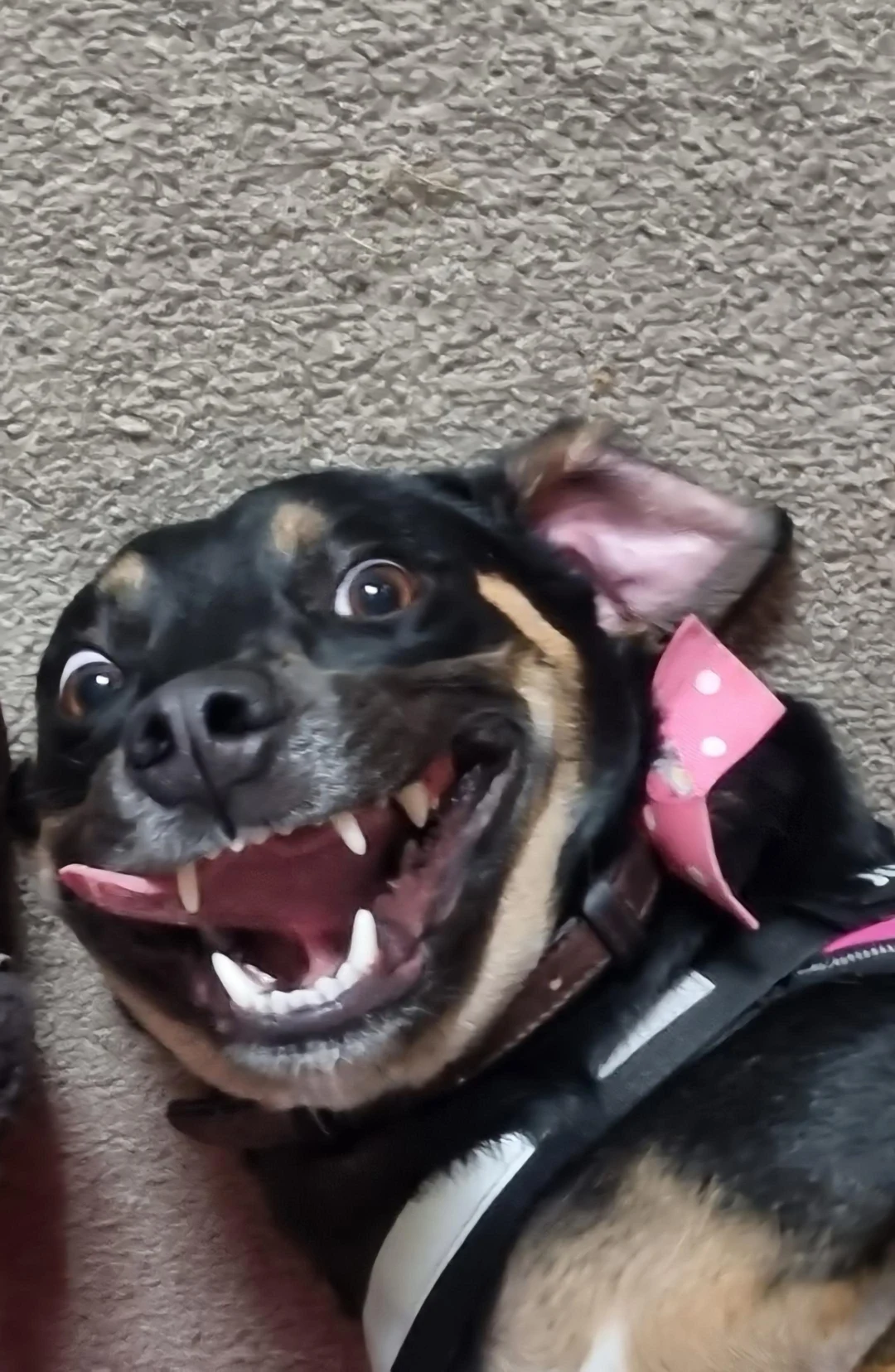 After a crazy zoomies sesh at the park. | Scrolller