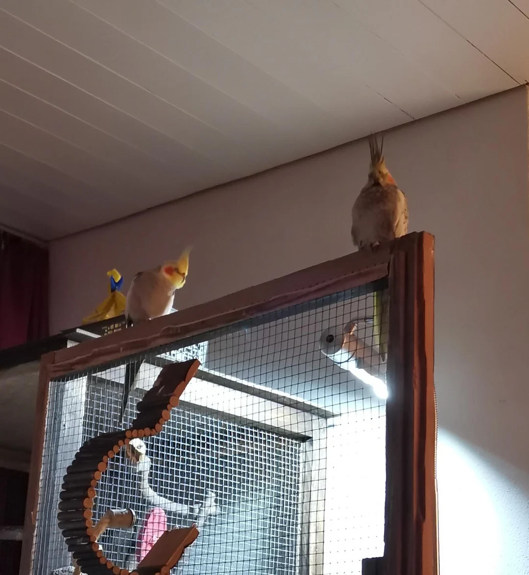 Birb sphere | Scrolller