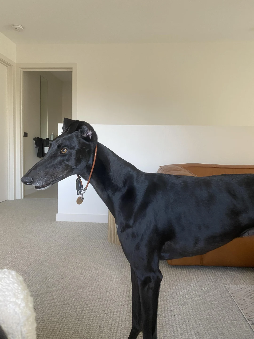 Rex. Ears | Scrolller