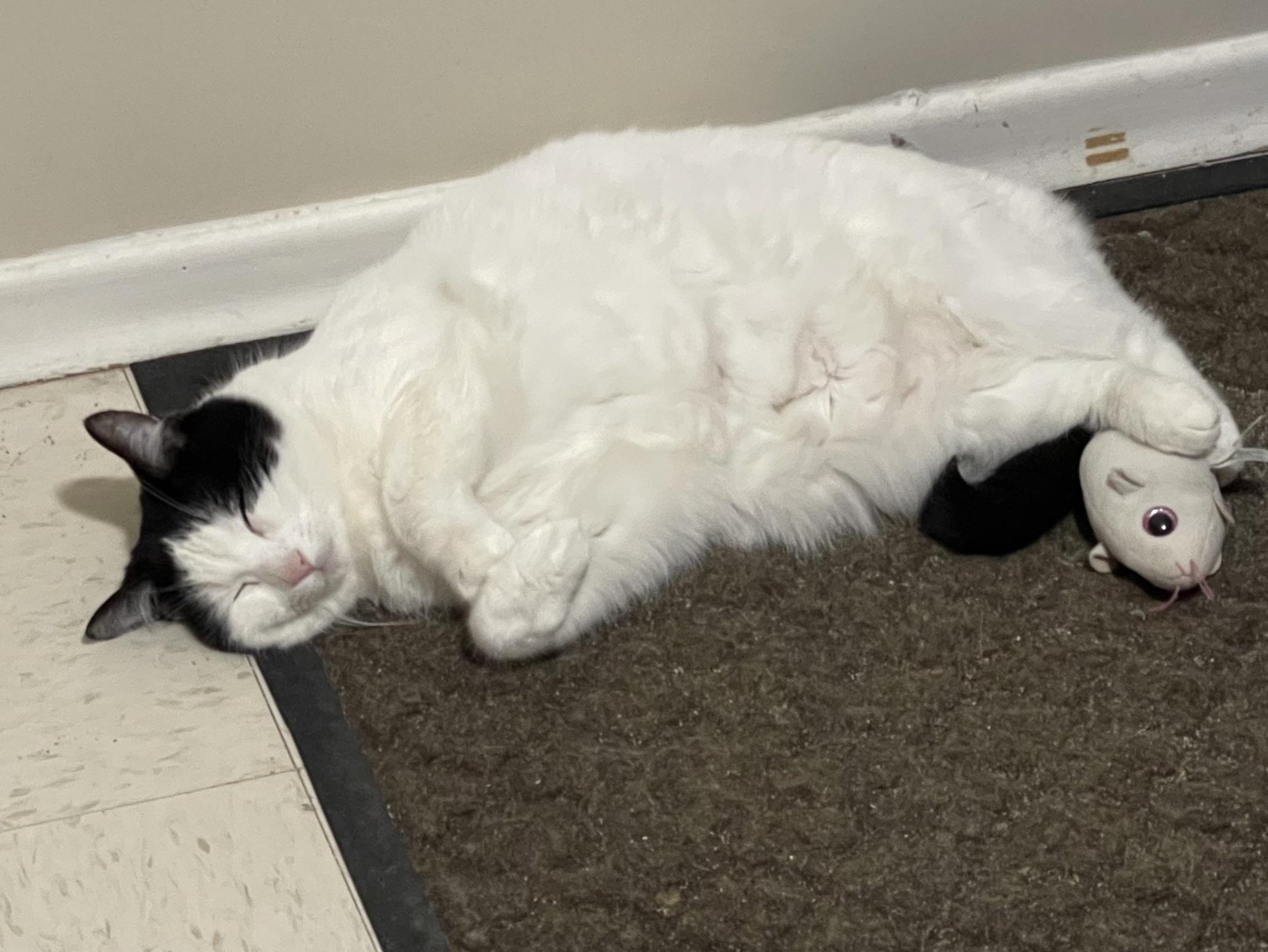 Sleeping cutie 🥰 | Scrolller