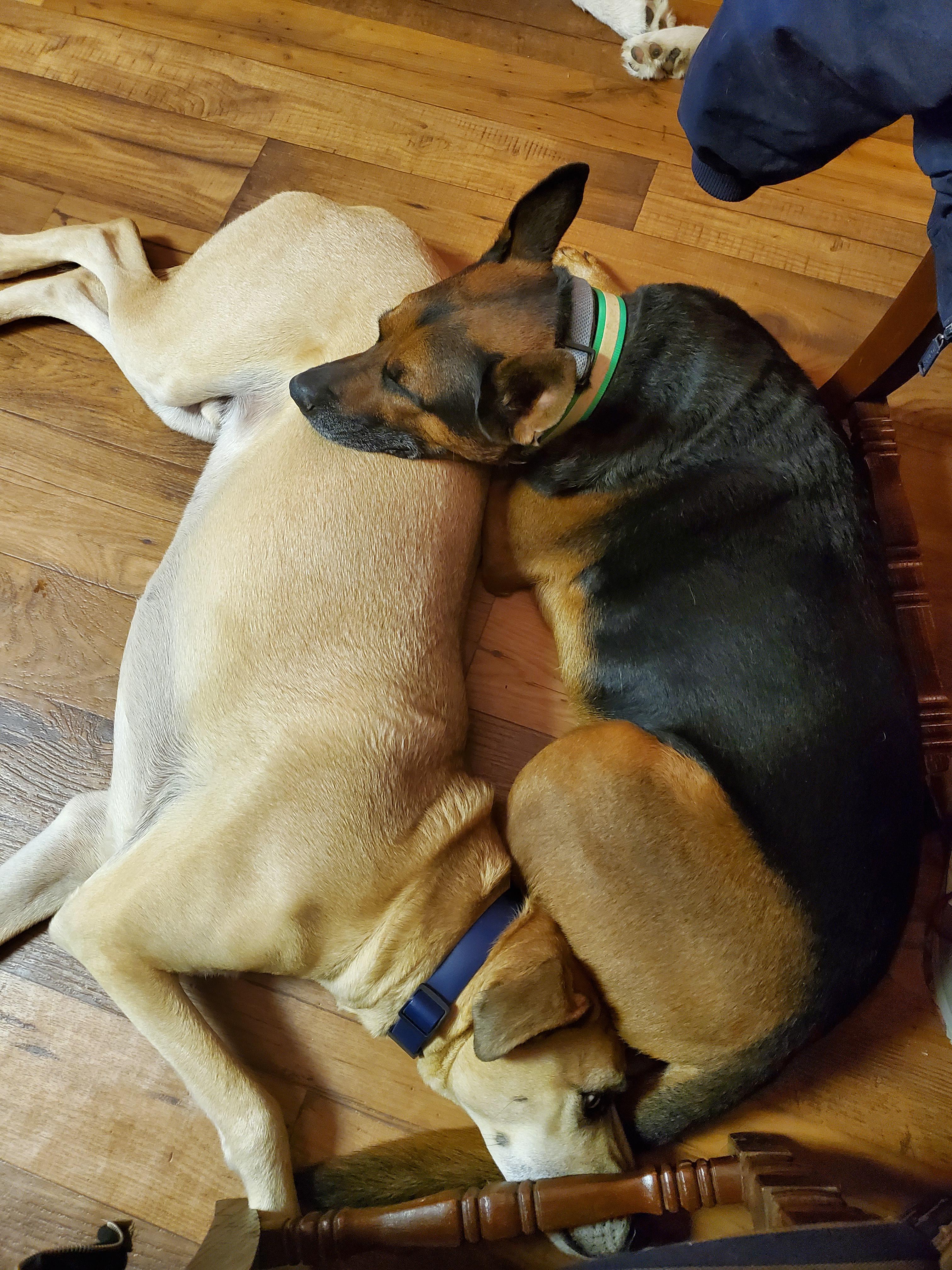 [OC] Ying and yang | Scrolller