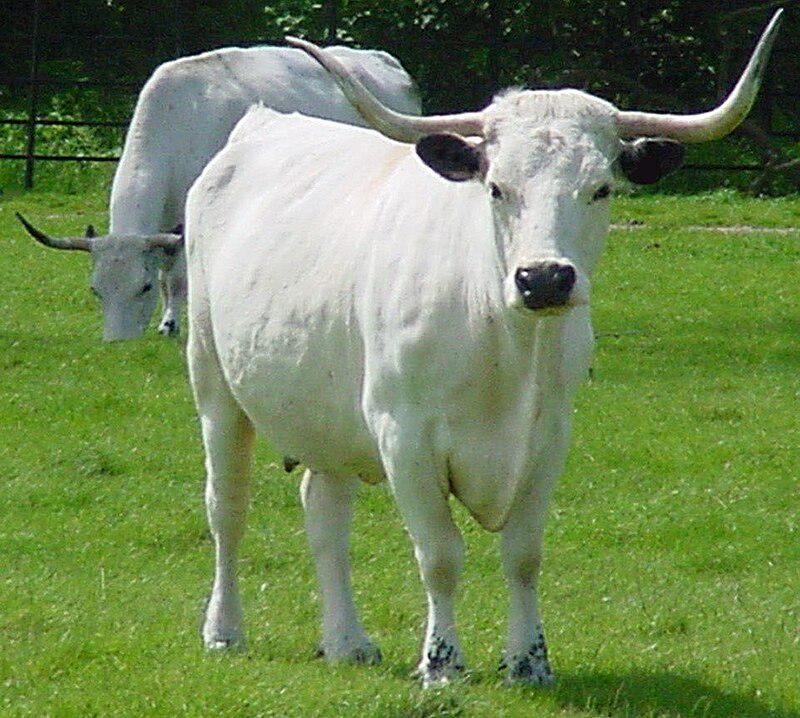 White cattle | Scrolller
