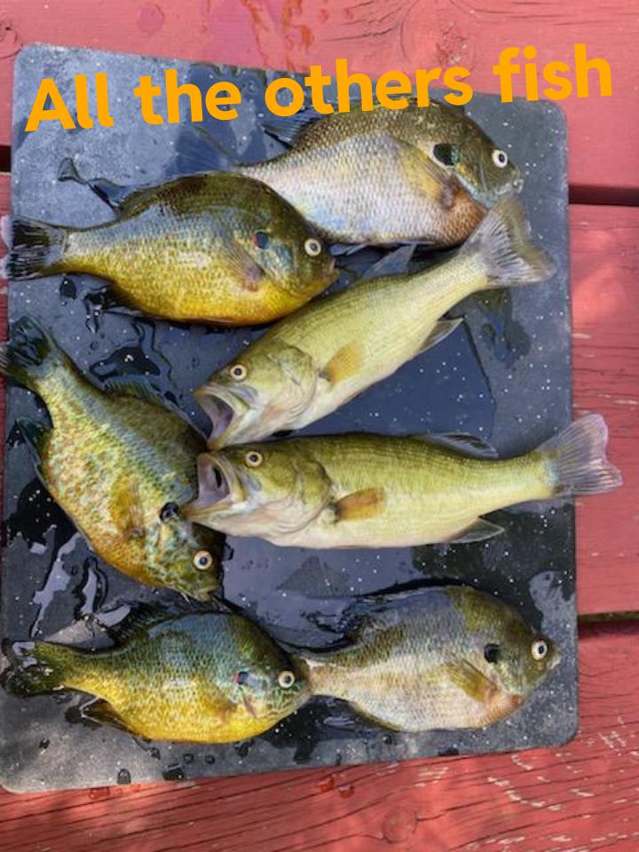 All the fish my family caught today | Scrolller