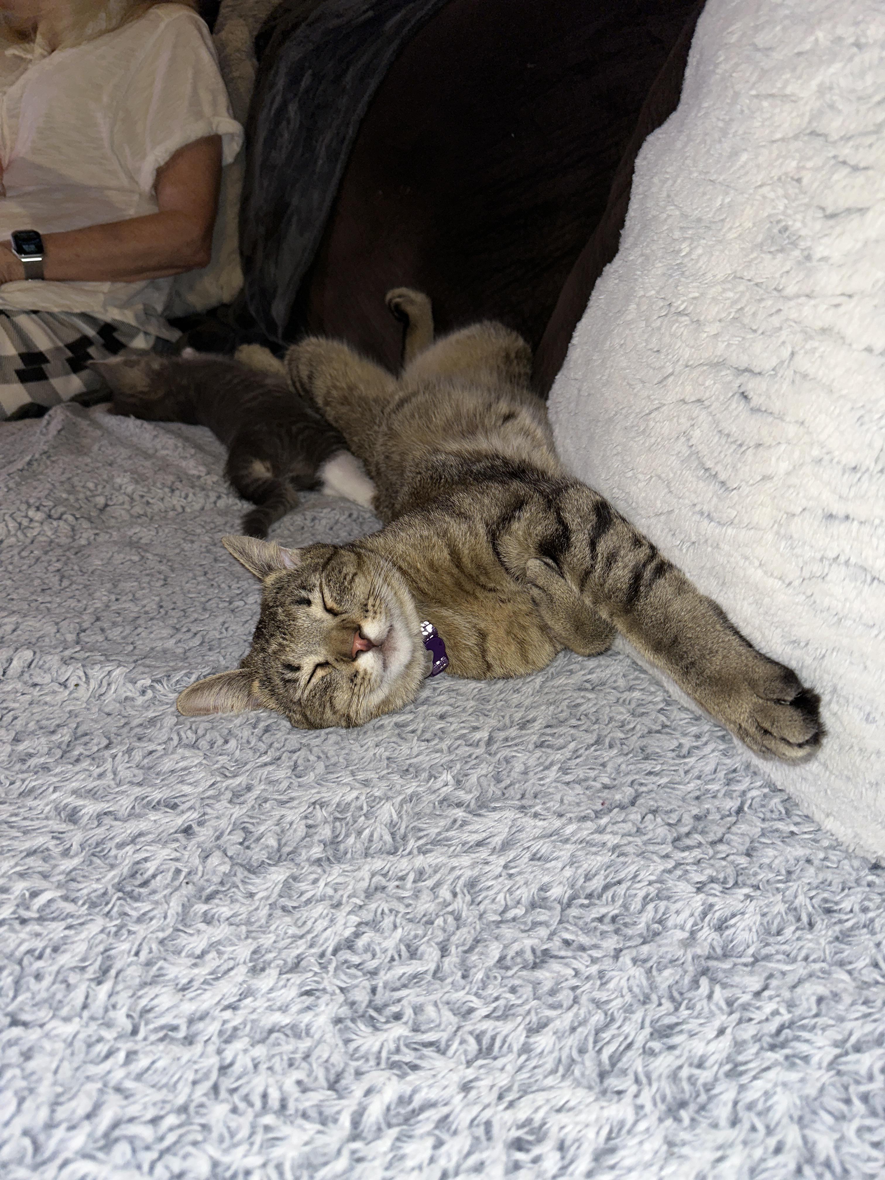 The sleepy Noodle | Scrolller