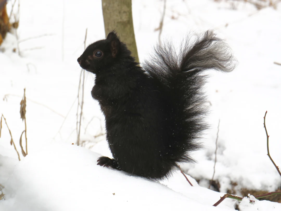 I'm finally back, Stripe was the first visitor. | Scrolller