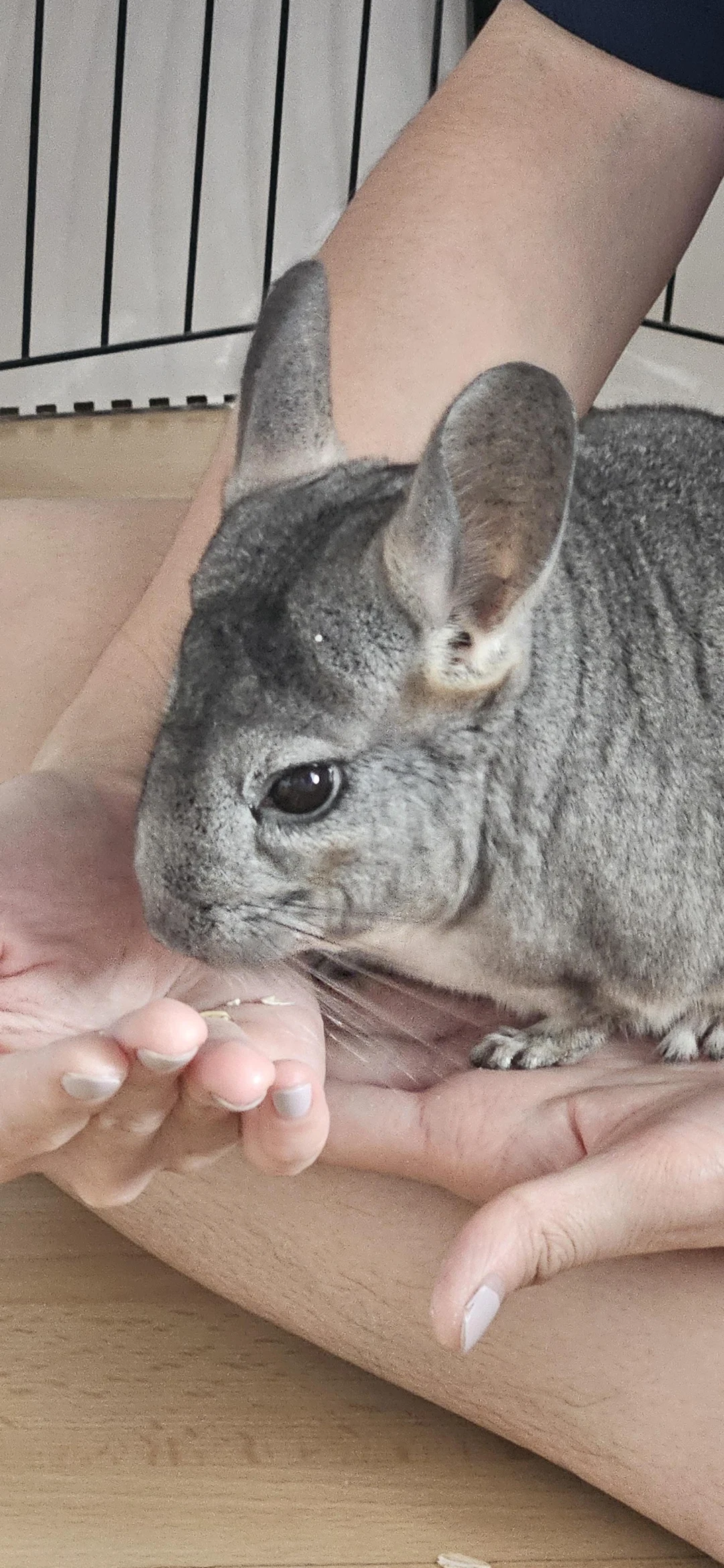 Brownish stains on chinchilla | Scrolller