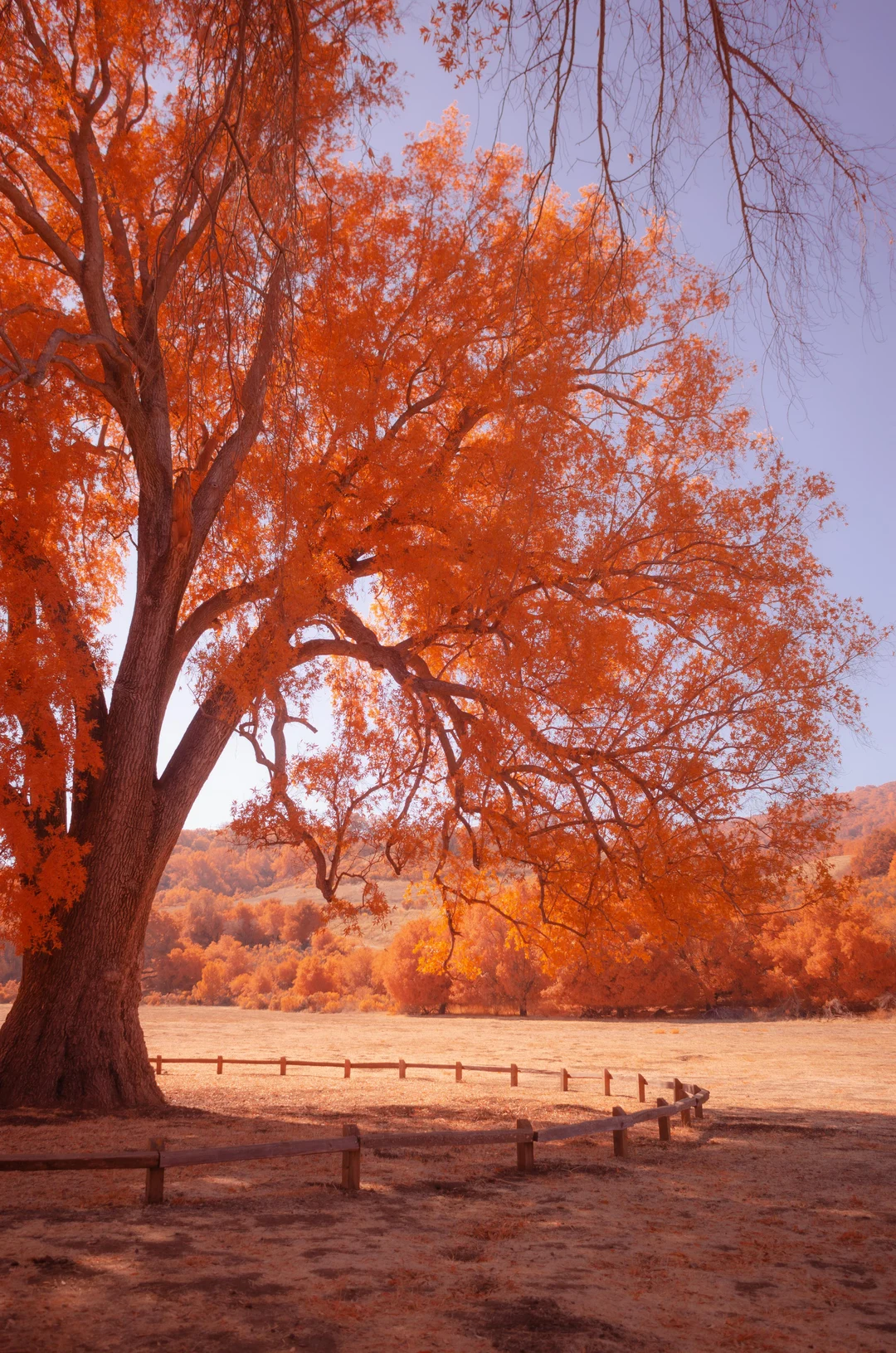 Nice "Fall" colors | Scrolller