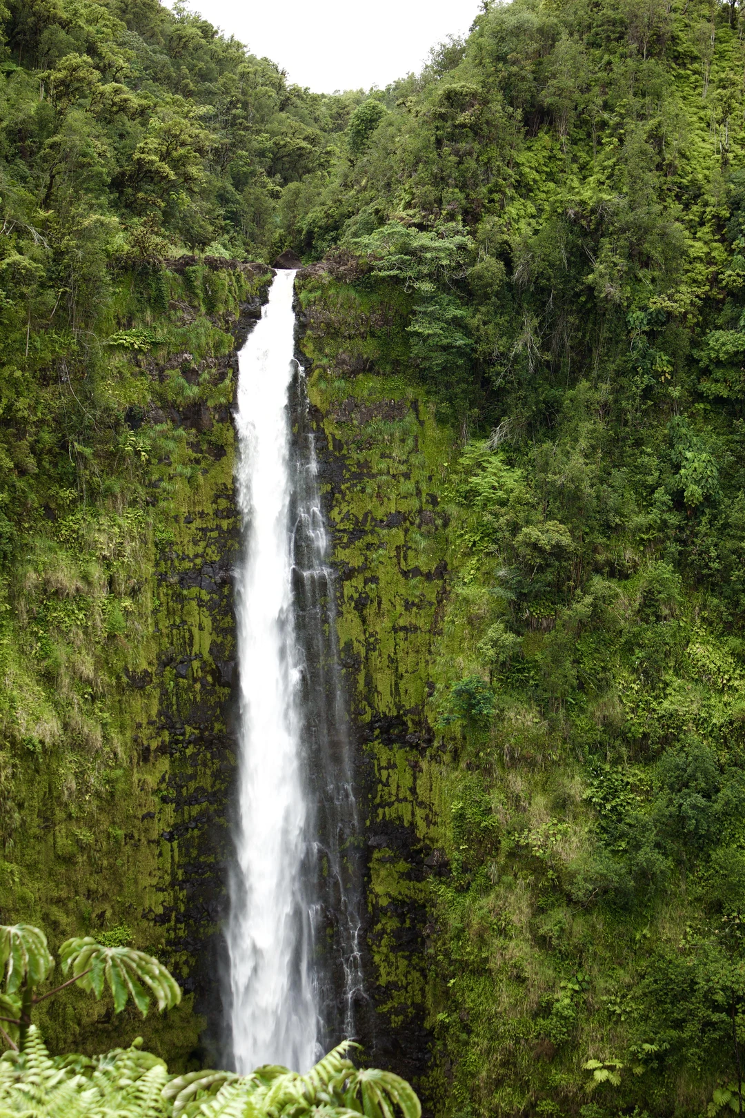 Akaka falls, Hamakua coast, Hawaii | Scrolller