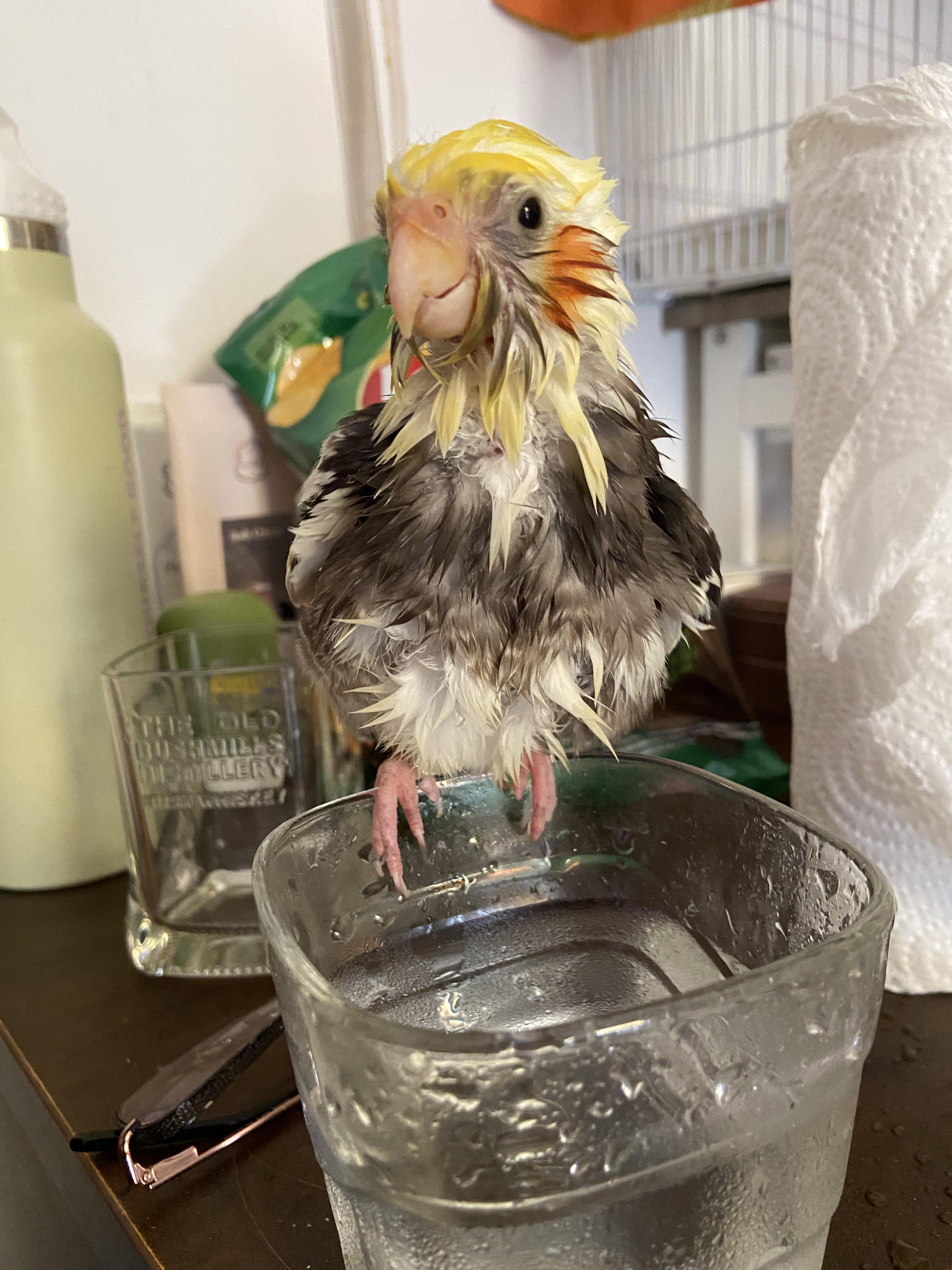 [OC] she loves water in a cup | Scrolller