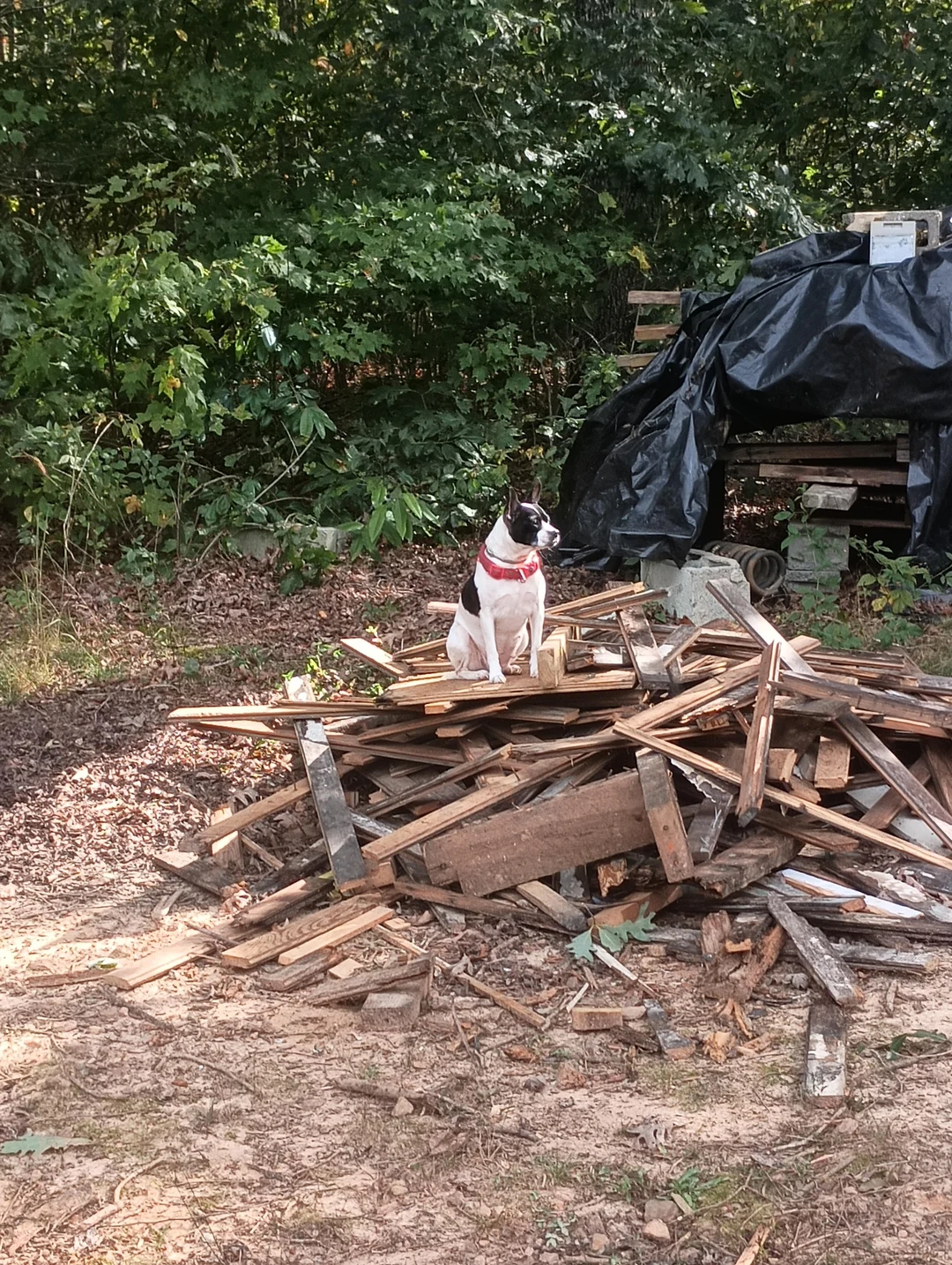 Queen of the wood pile | Scrolller