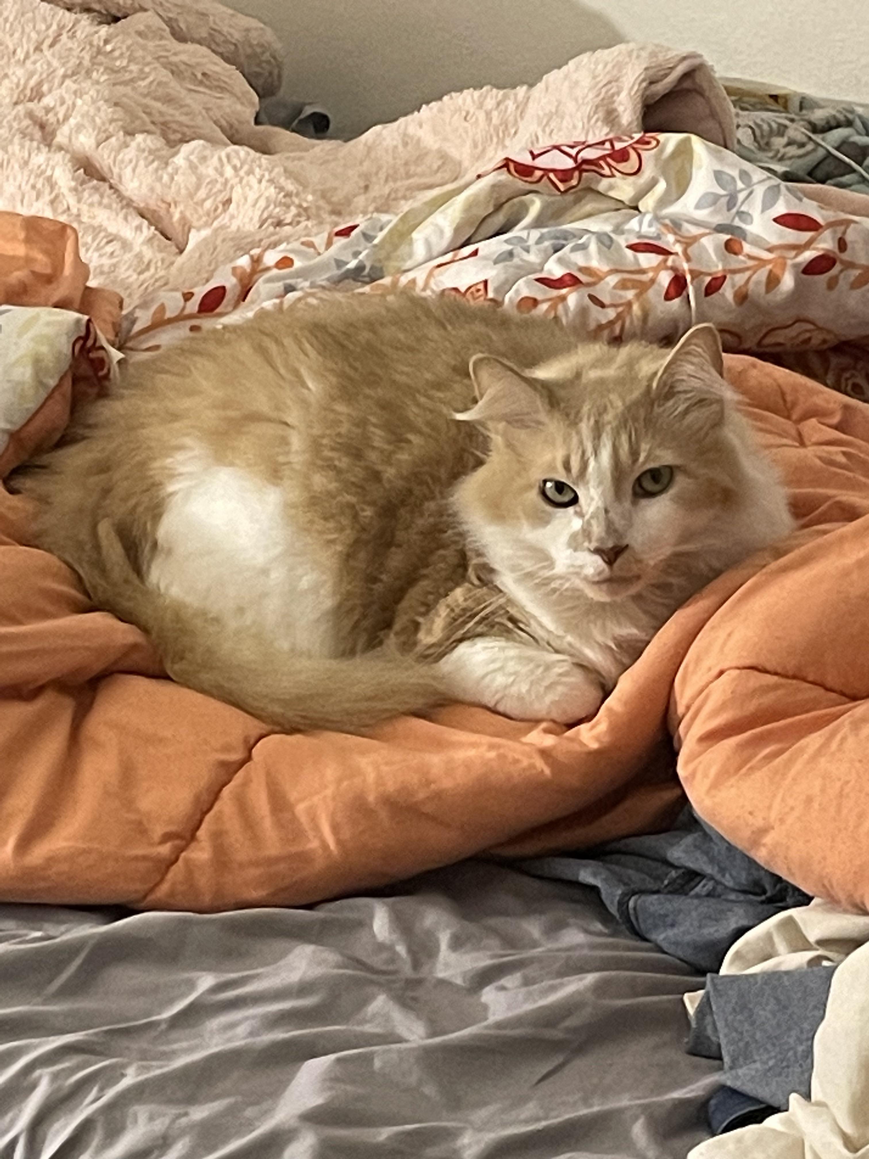 This is Walter, my grumpy old man. | Scrolller