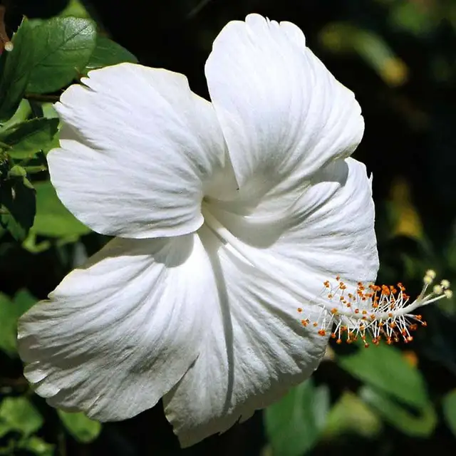 White hibiscus | Scrolller