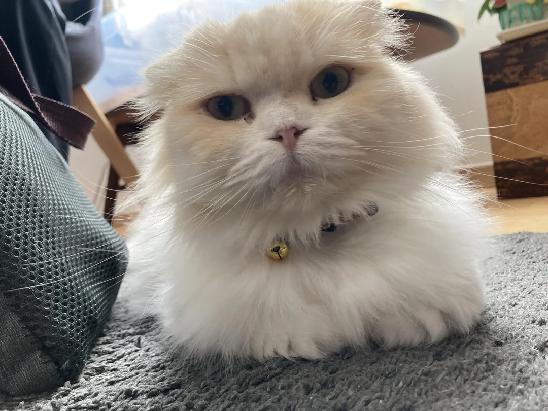 Floofy little man | Scrolller