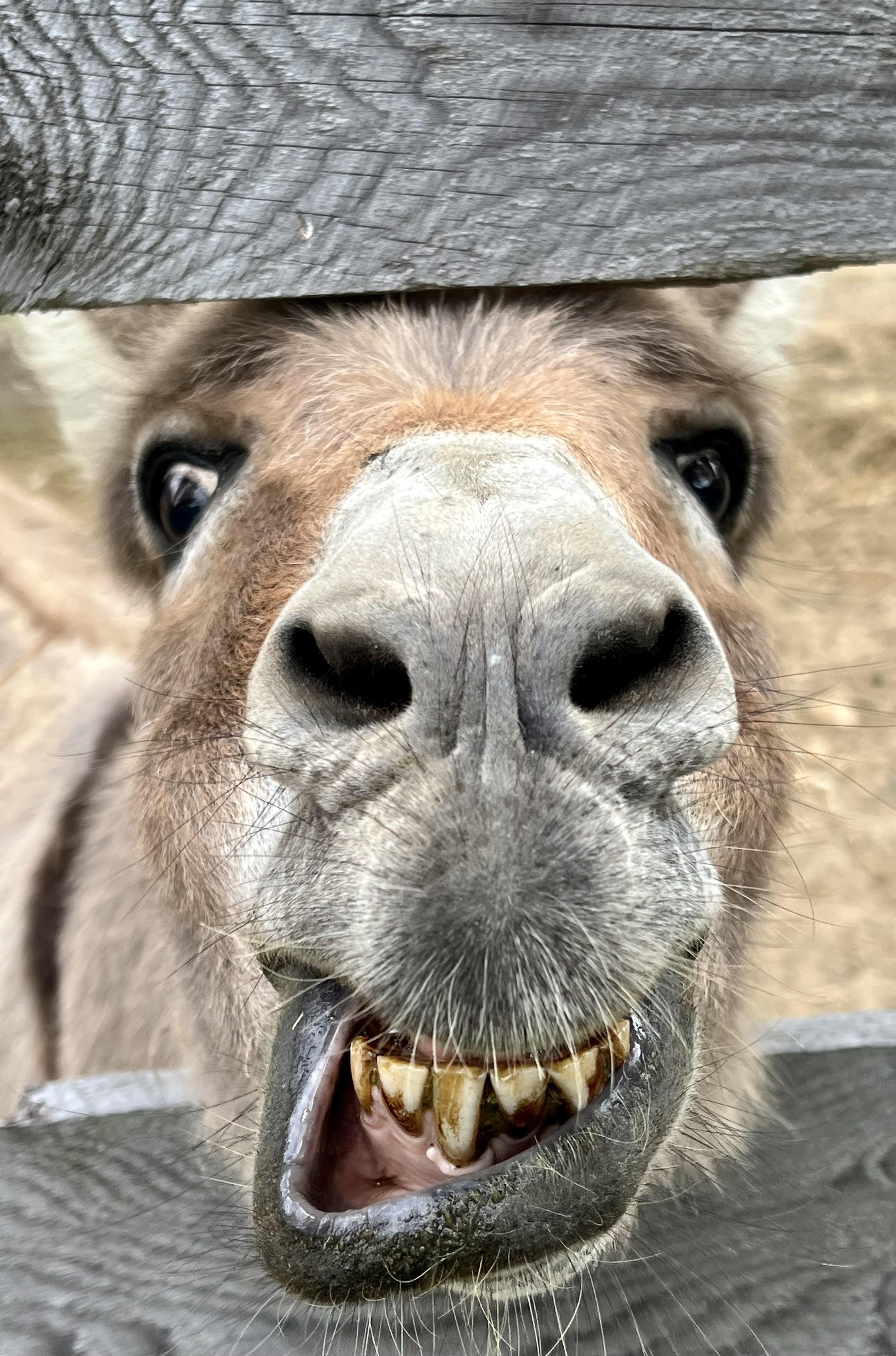 Donkey derp | Scrolller