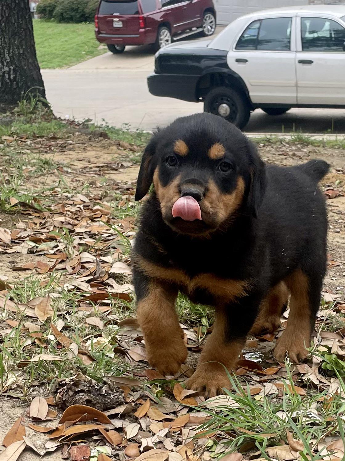 Meet big boi | Scrolller