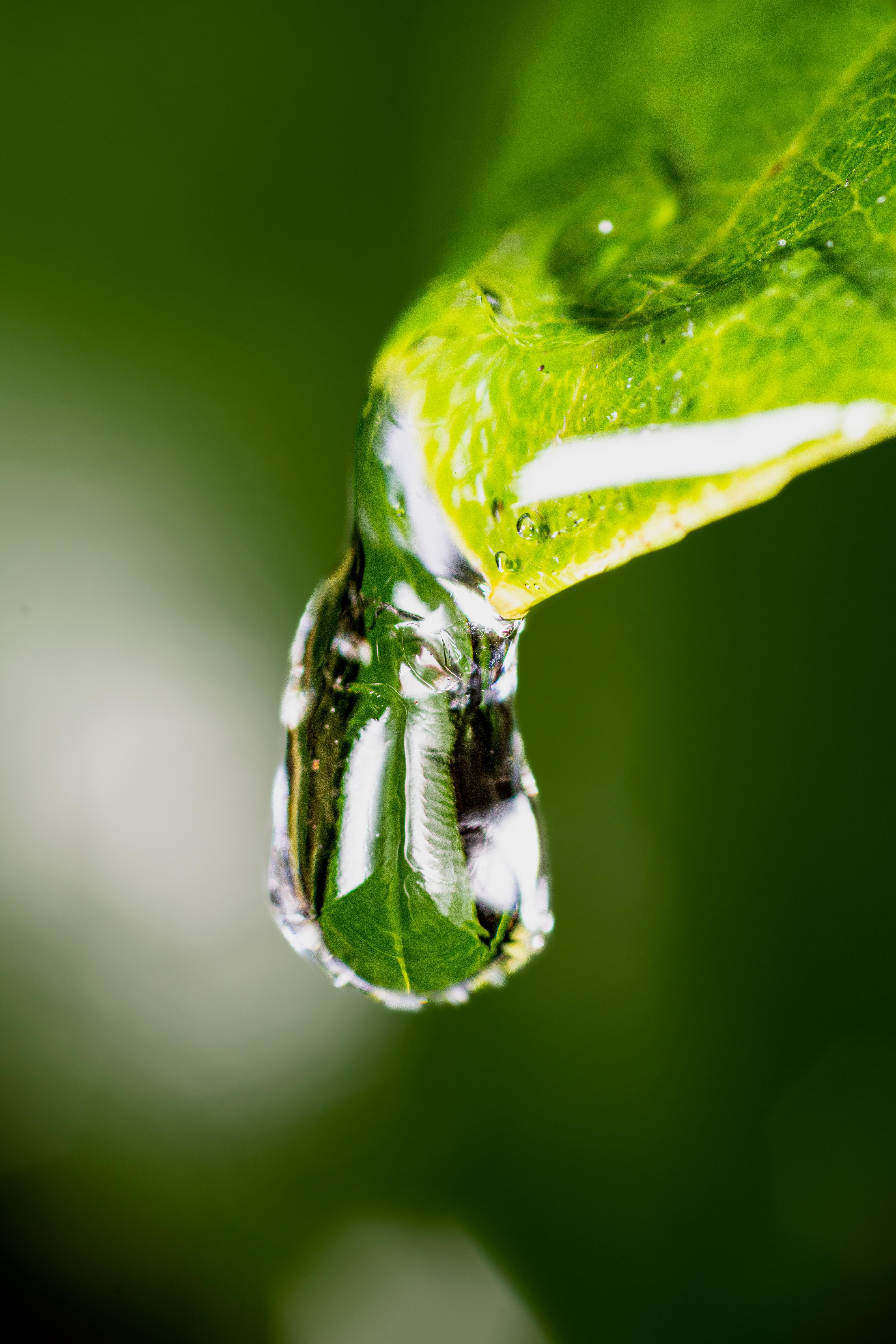 Frozen Droplet on a leaf | Scrolller