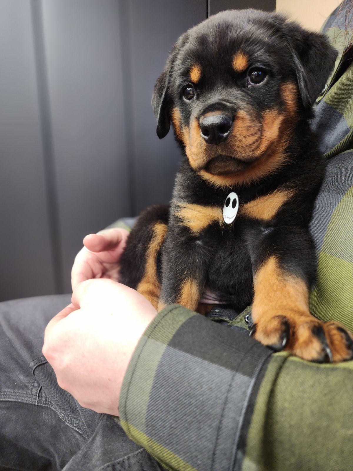 I was finally able to get a Rott again! | Scrolller