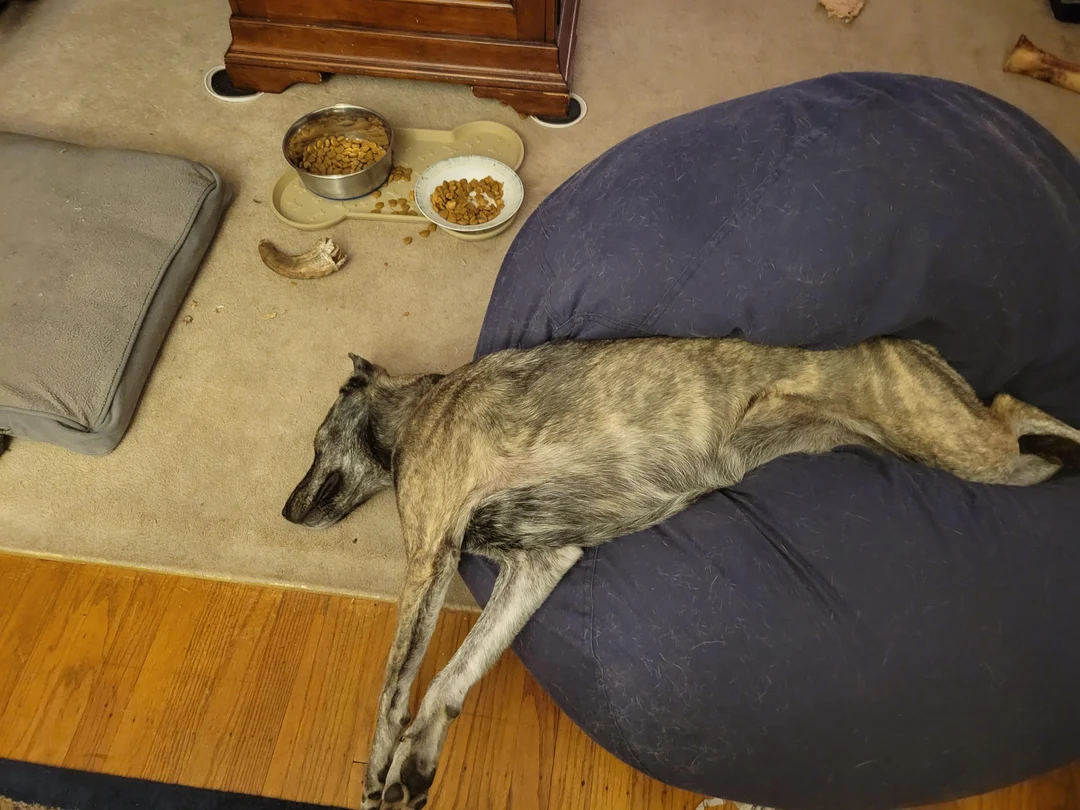 Brindle vs. Bean Bag | Scrolller