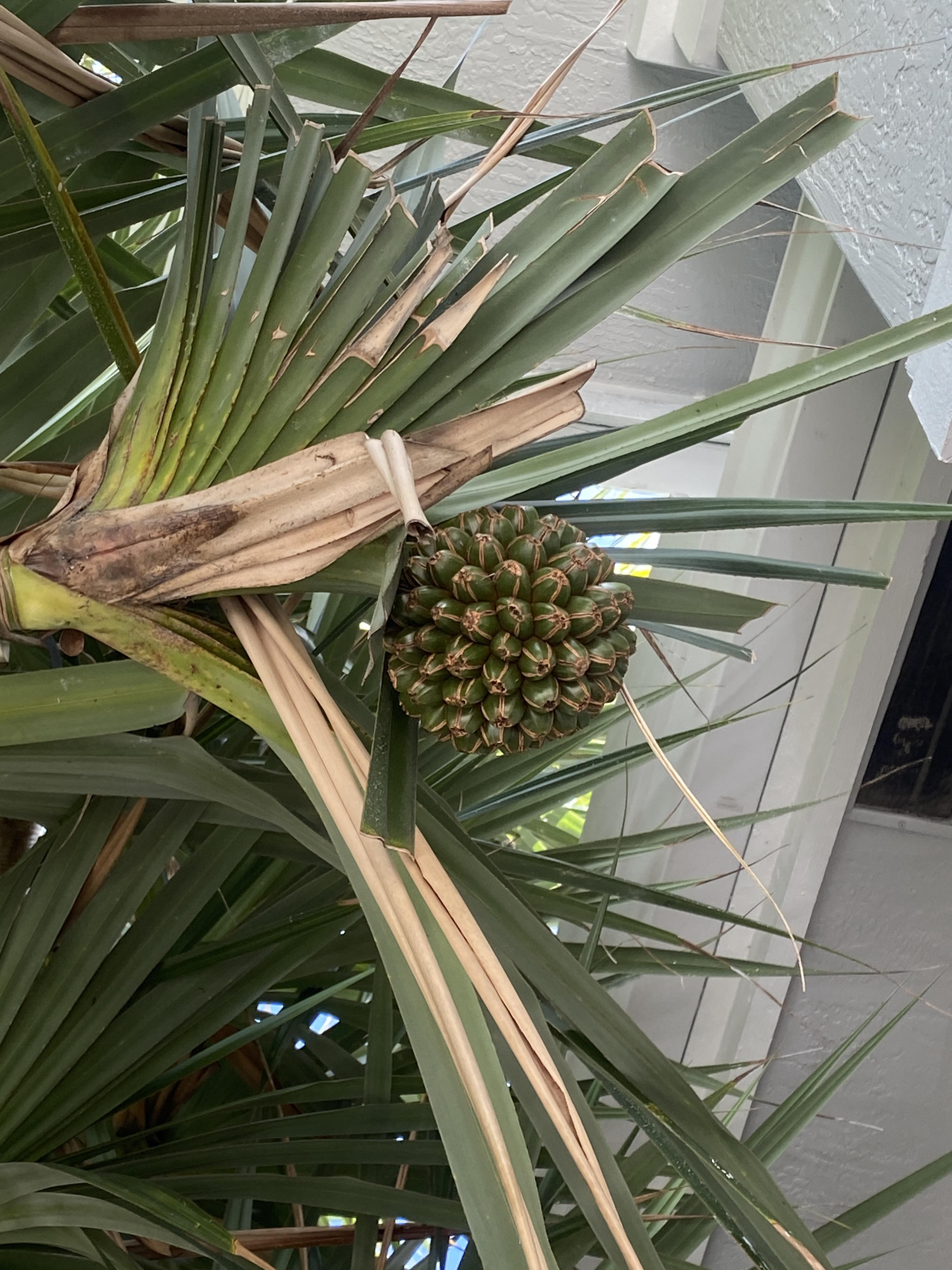 What is this? Ft Lauderdale, Florida | Scrolller