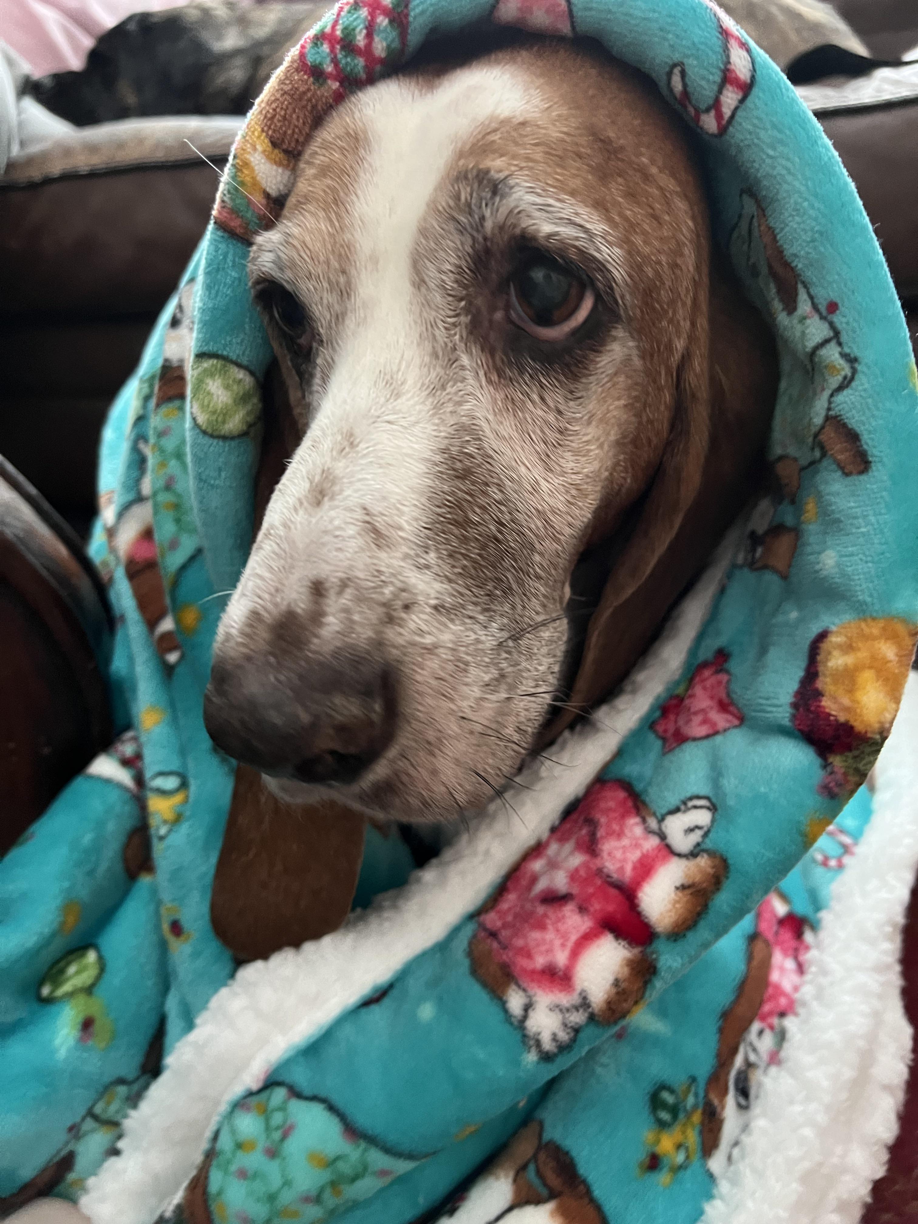 My old gal wrapped up in a blankie that has mini hers on it | Scrolller