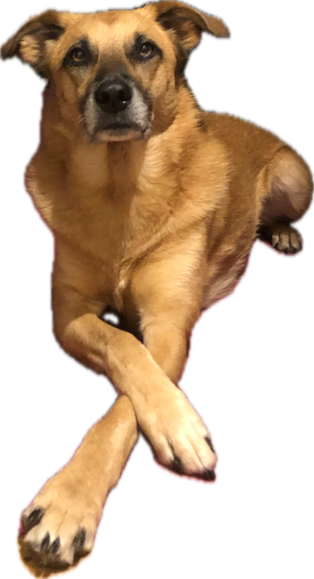 Ivan - Portuguese rescue and aspiring meme model | Scrolller