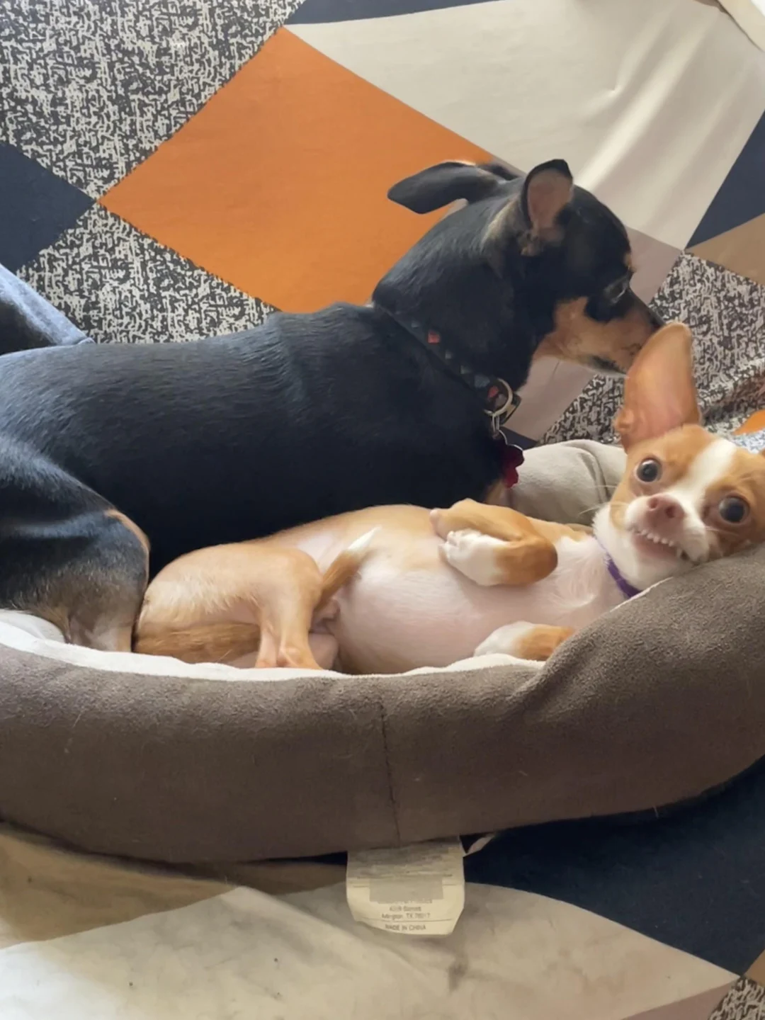 My regal lady and my Derpy boy. | Scrolller