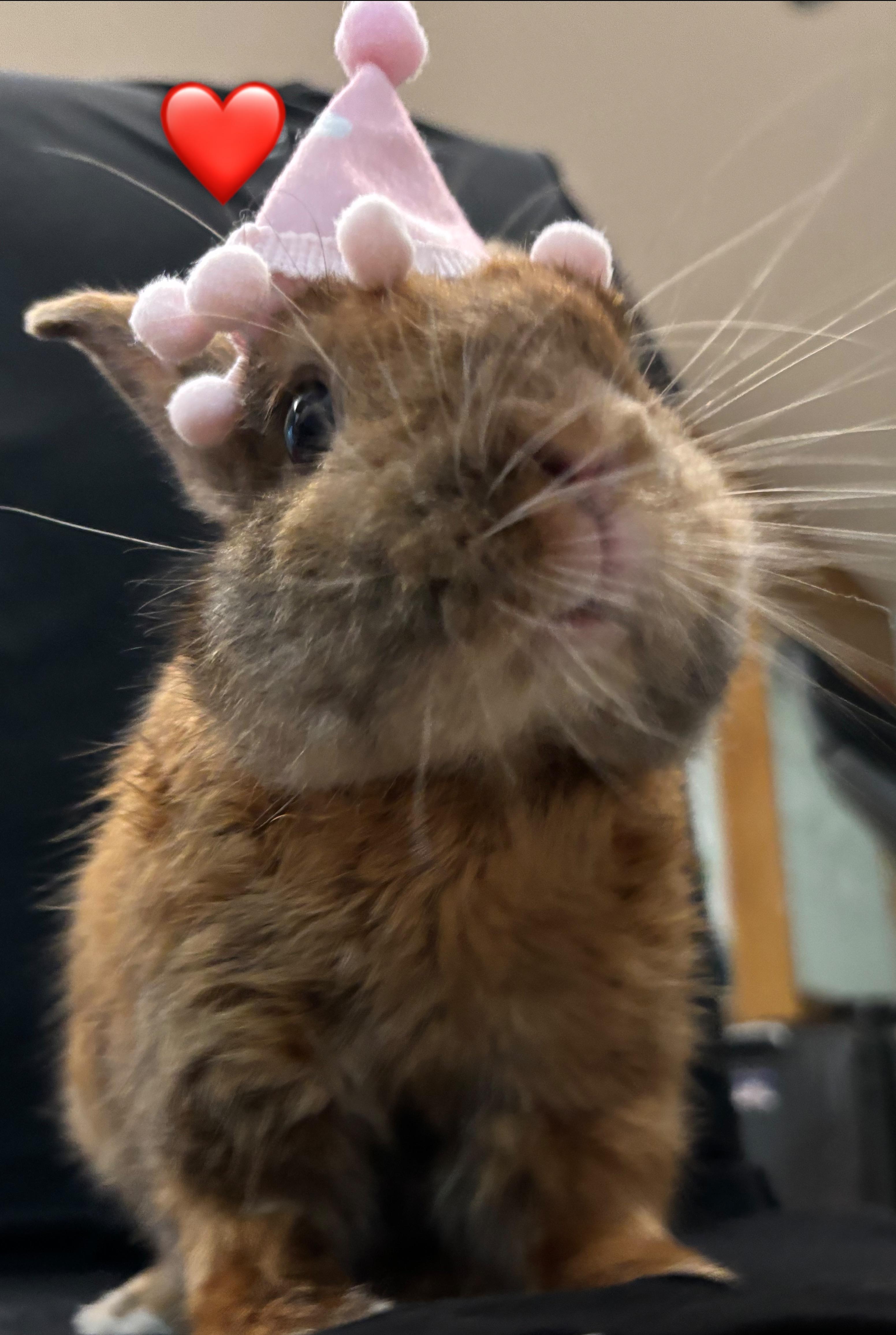 Furry Birthday Bun | Scrolller