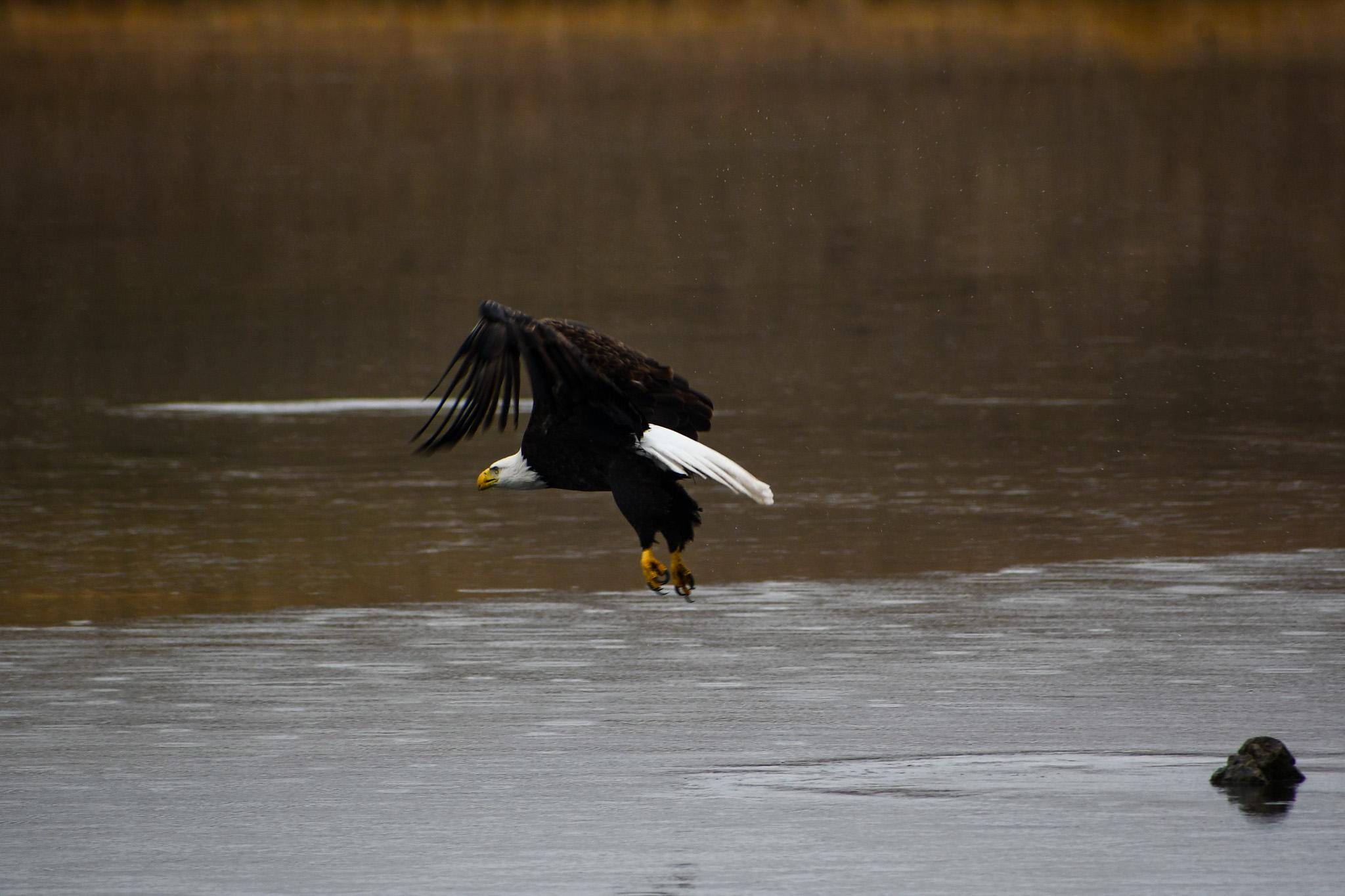 Bald Eagle | Scrolller