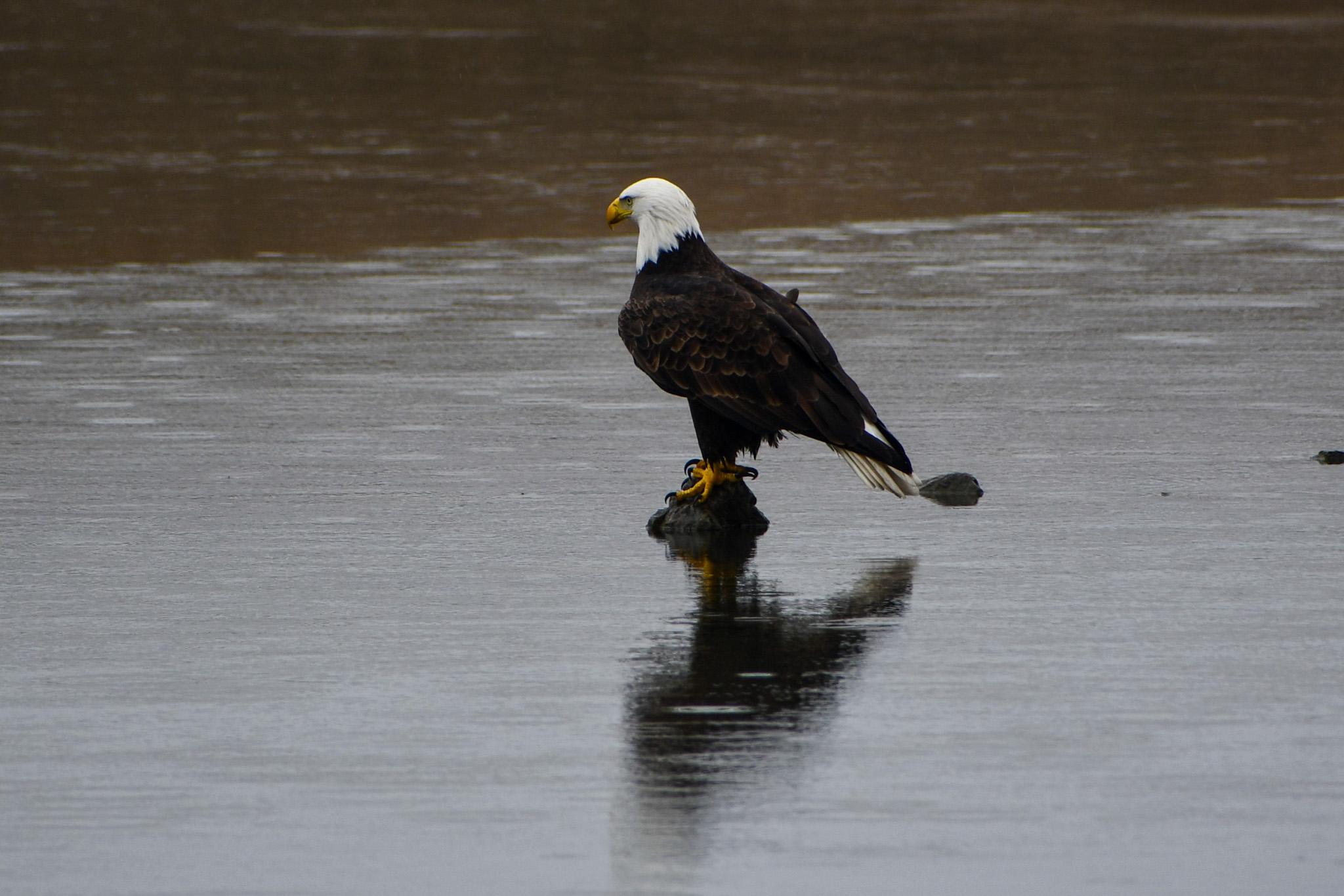Bald Eagle | Scrolller