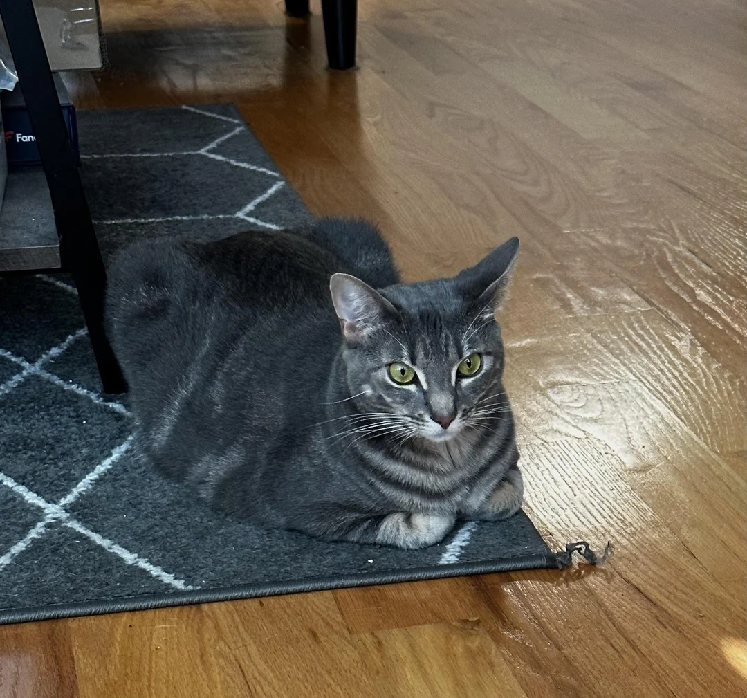 Ana’s loaf blends in with the carpet | Scrolller
