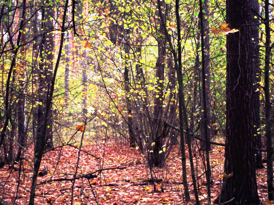 Autumn forest | Scrolller