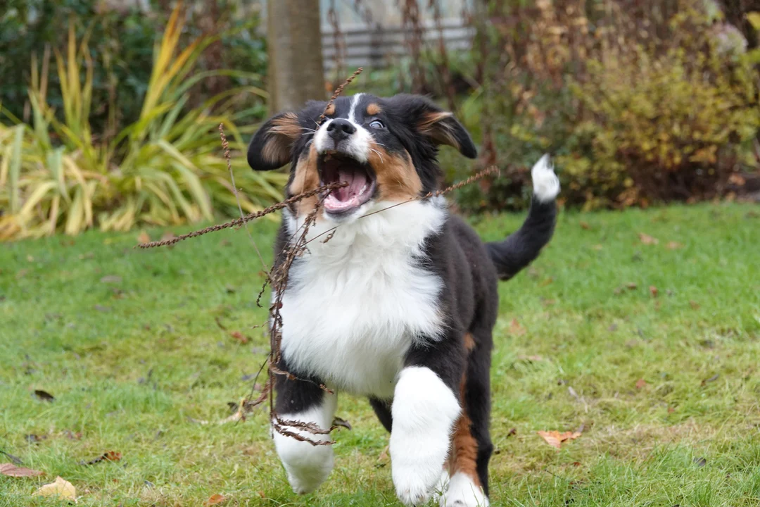 Help! I'm under attack! | Scrolller