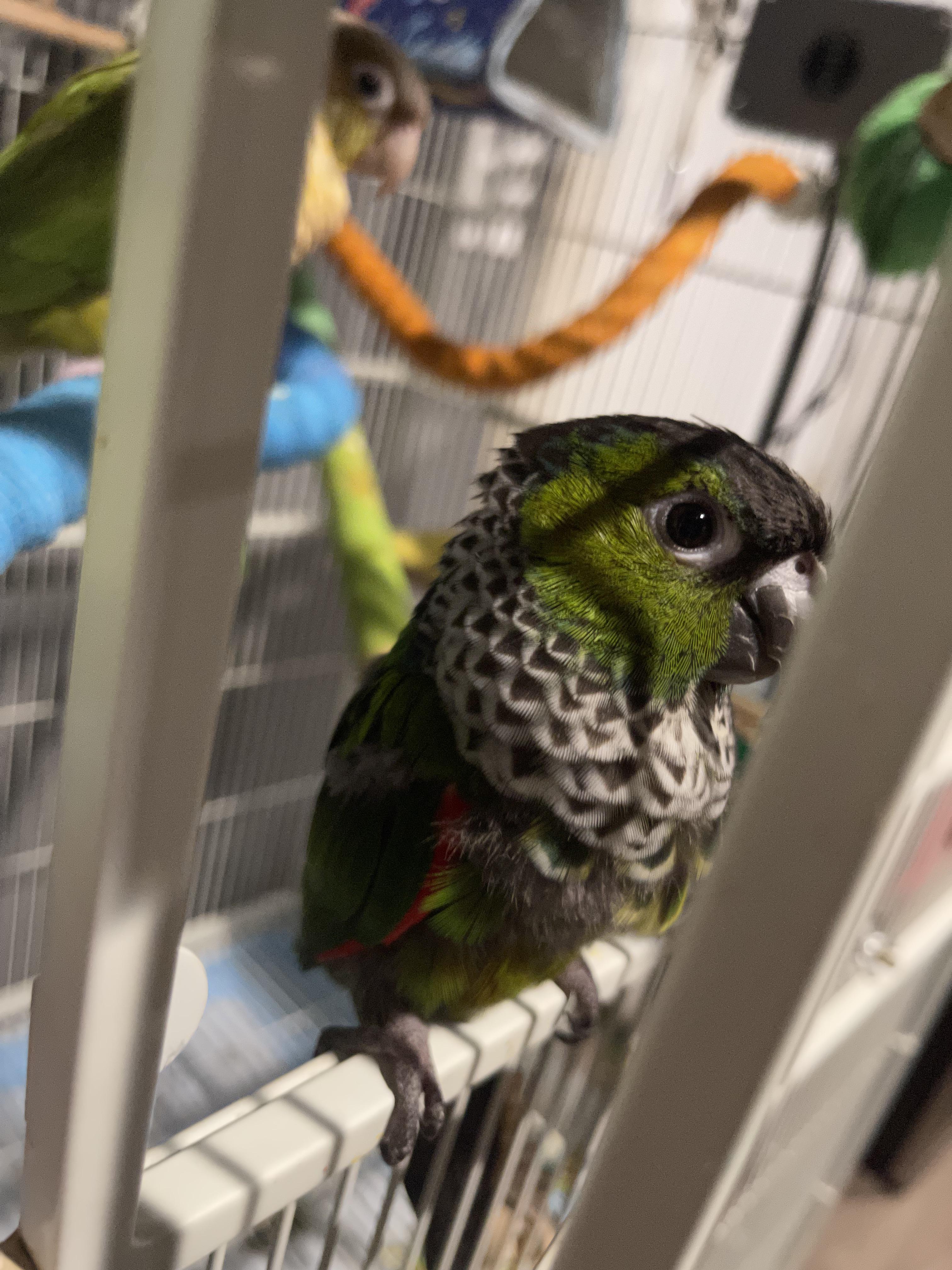 Pixie 🥰 Scrolller