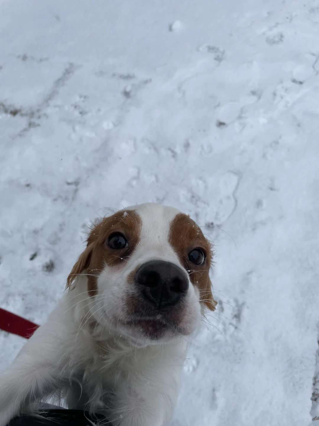 My dog making derpy face when snows arrive | Scrolller